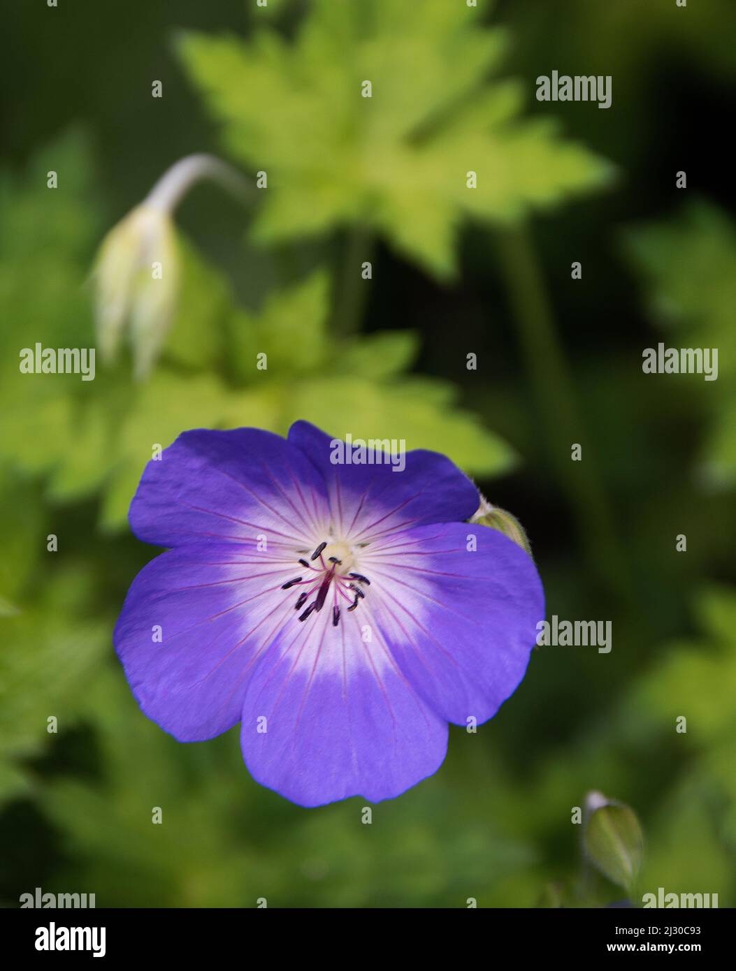 Hardy geranium rozanne hi-res stock photography and images - Alamy