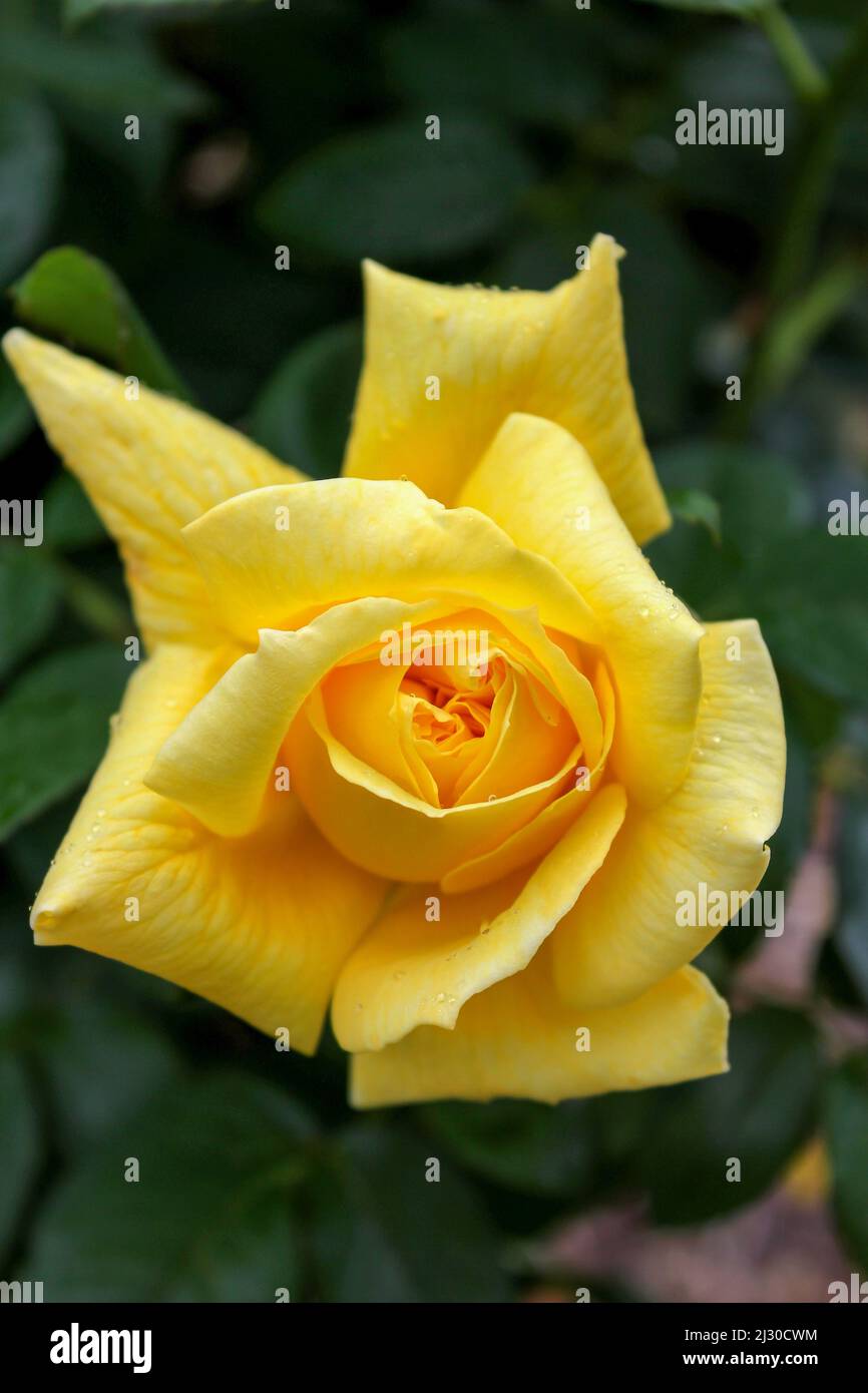 Yellow wild rose hi-res stock photography and images - Alamy