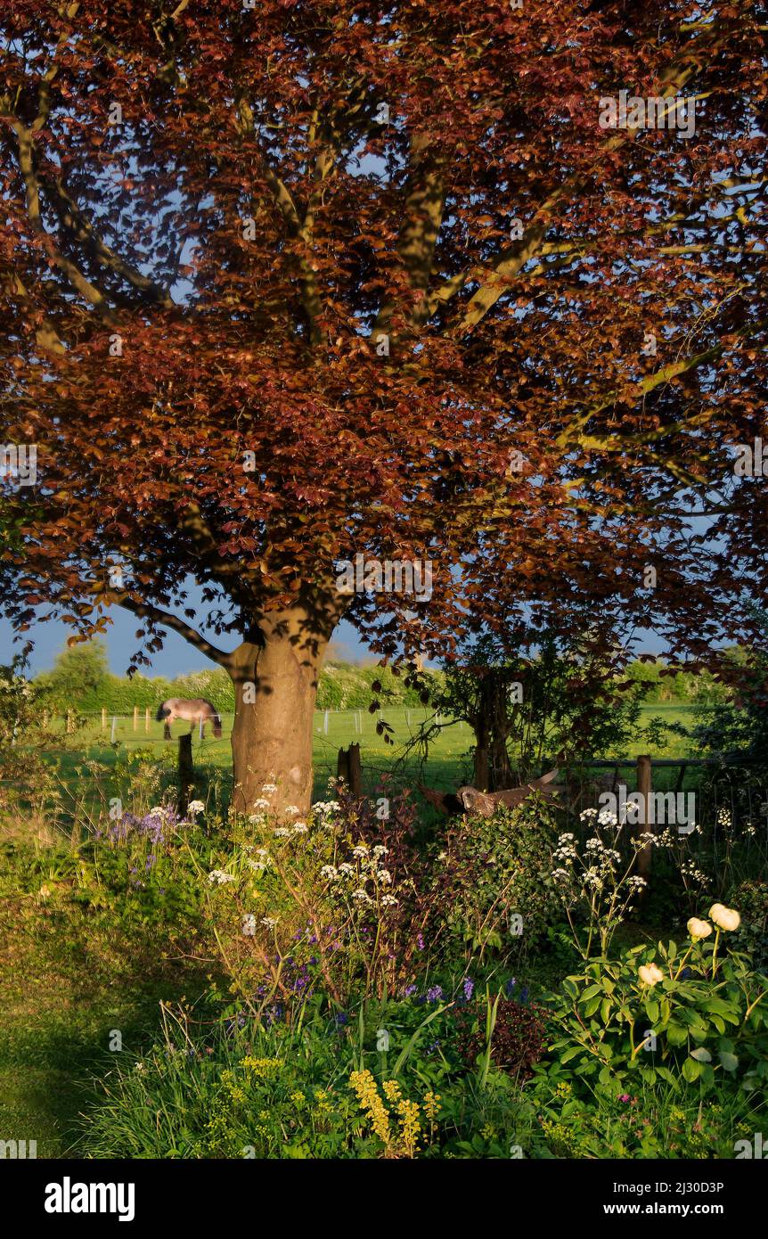 Copper beech corner in a country garden Stock Photo - Alamy