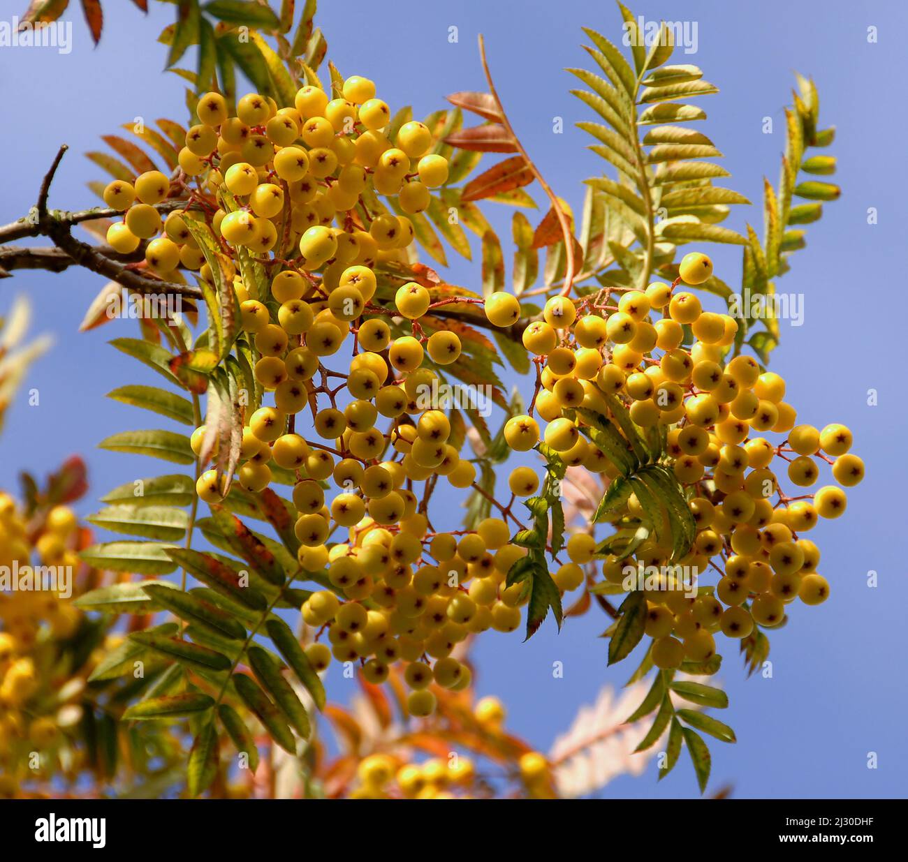 Sorbus 'Joseph Rock' Stock Photo - Alamy