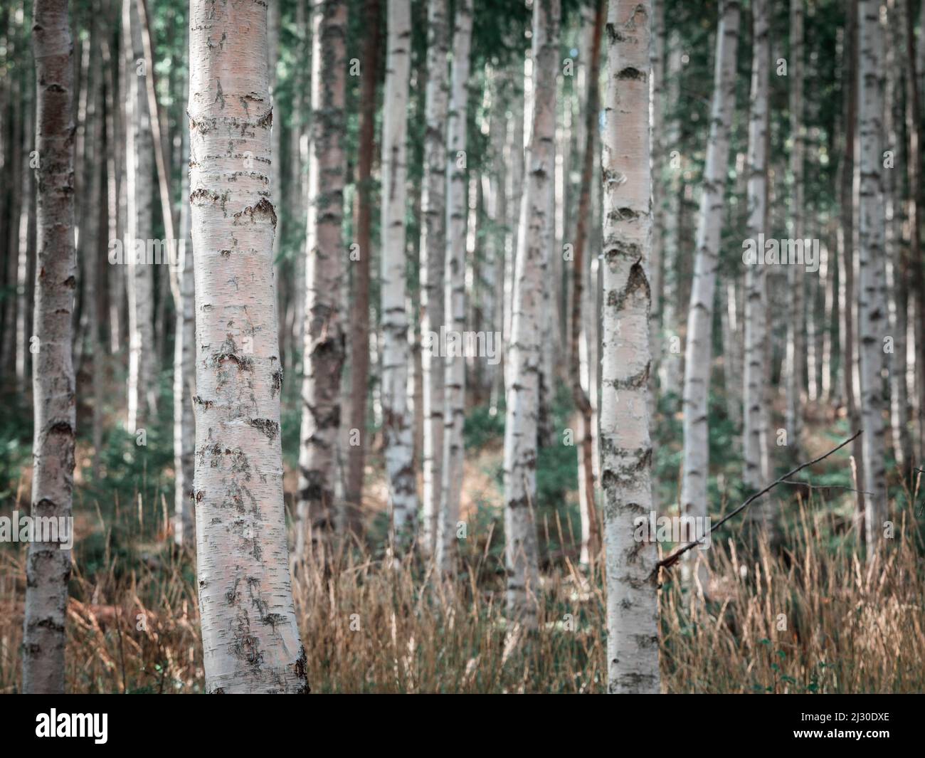 Birch trees in the forest at Lake Siljan in Dalarna, Sweden Stock Photo ...