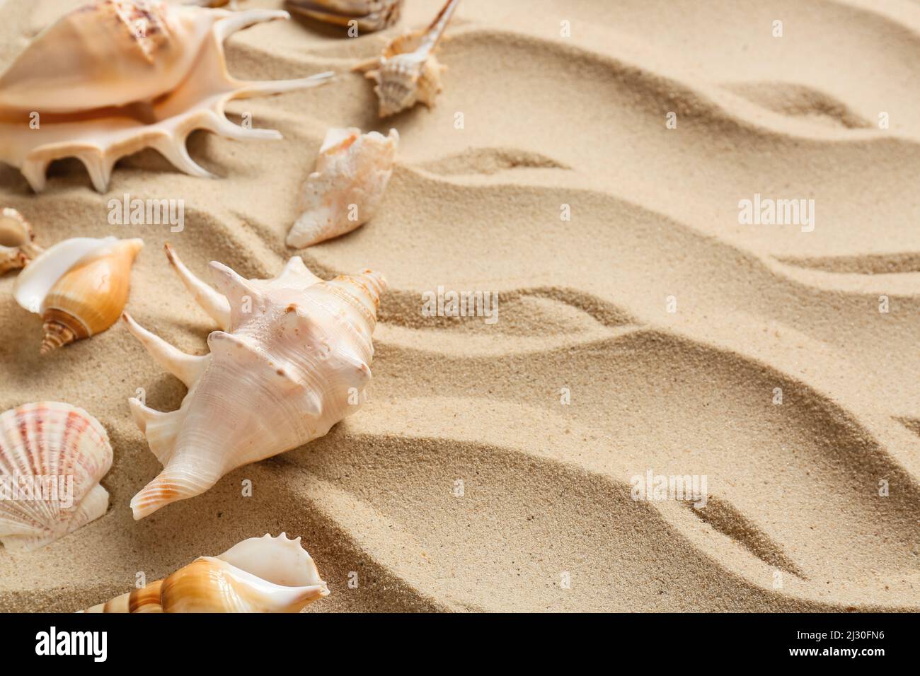 Many different sea shells on sea coast Stock Photo - Alamy