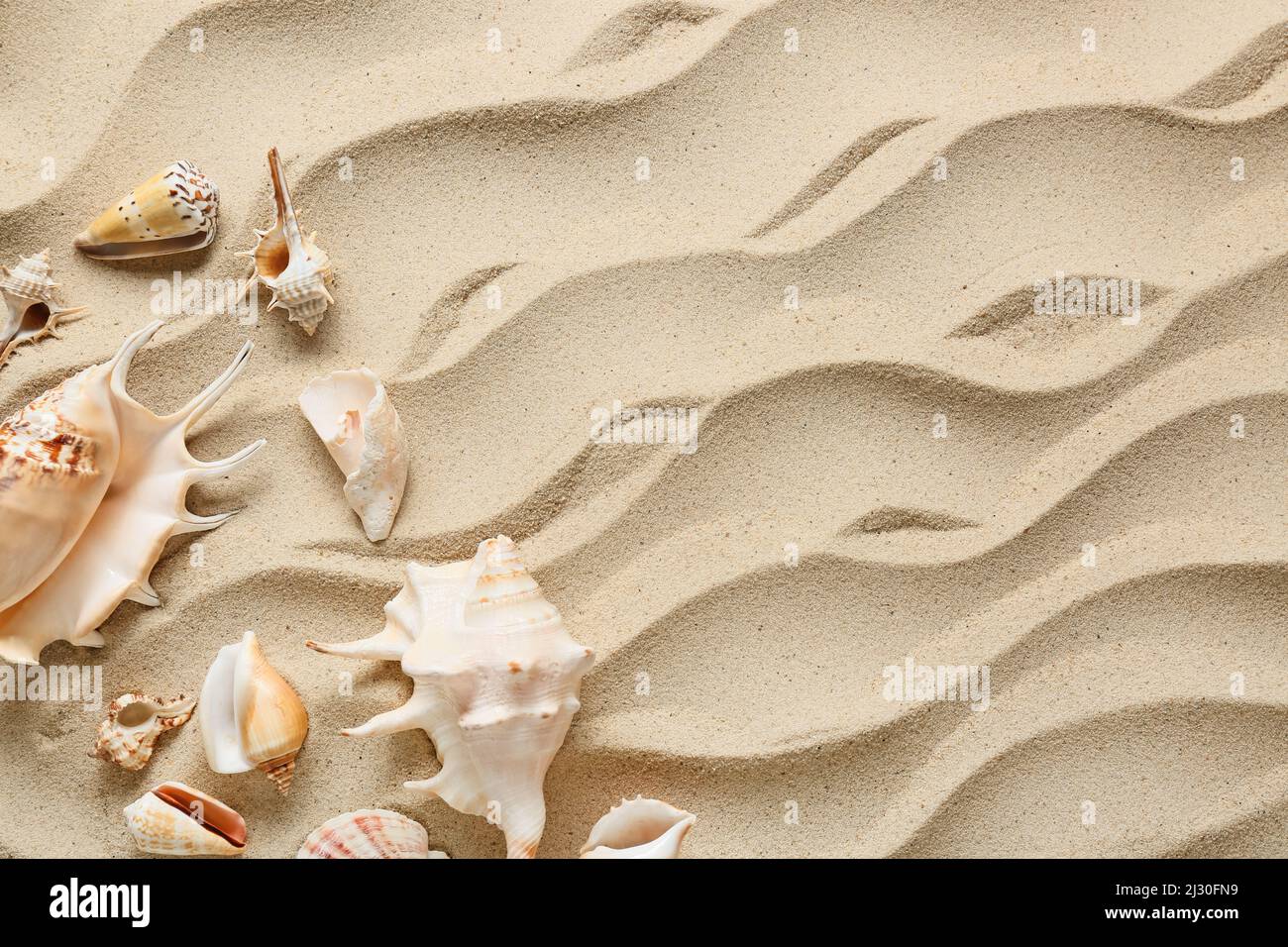 Many different sea shells on sea coast Stock Photo - Alamy