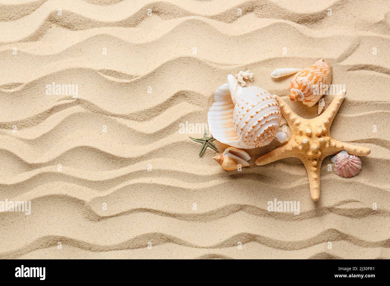 Starfish and different sea shells on beach sand Stock Photo - Alamy