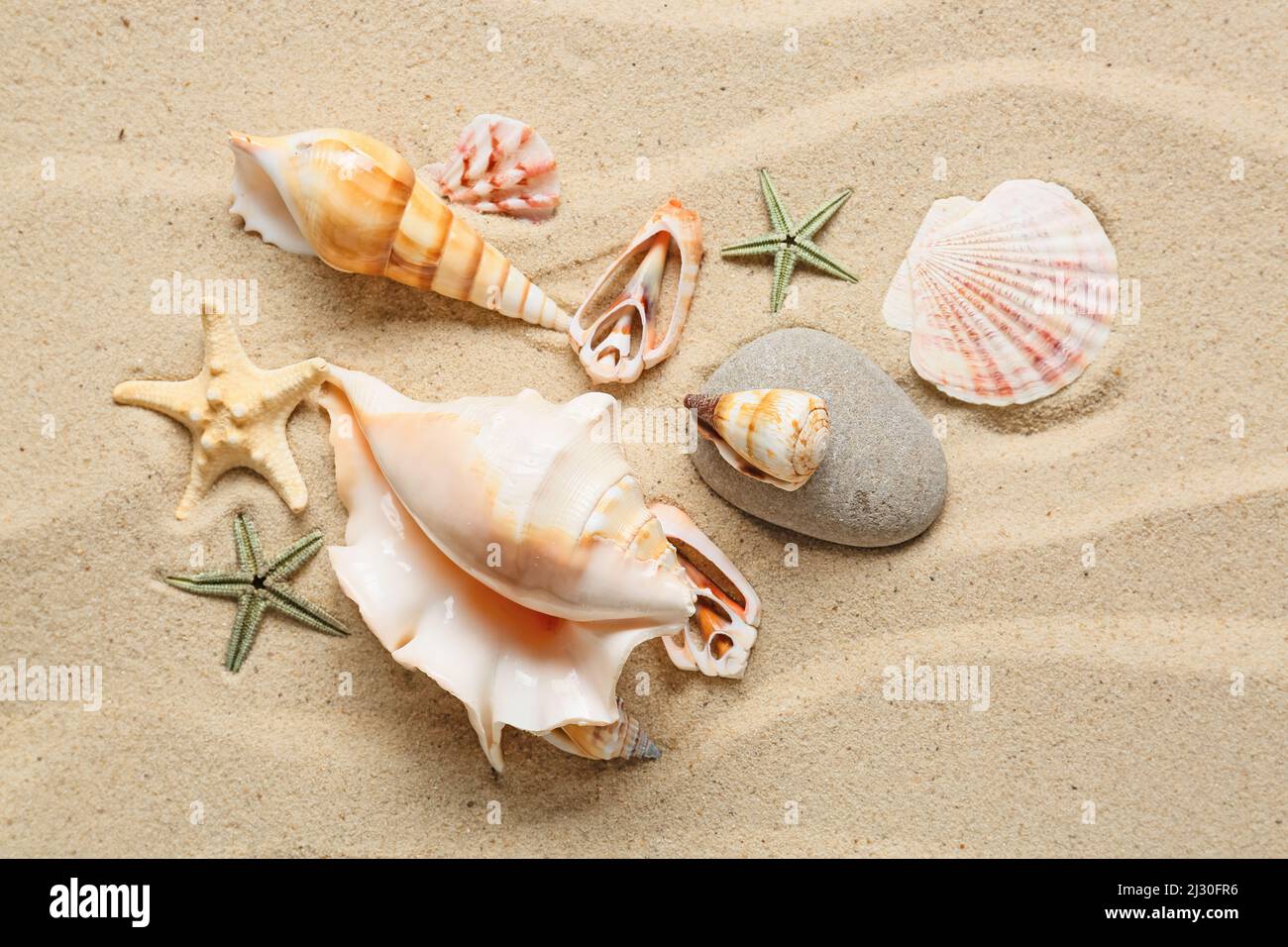 Many different sea shells and starfishes on sea coast Stock Photo - Alamy