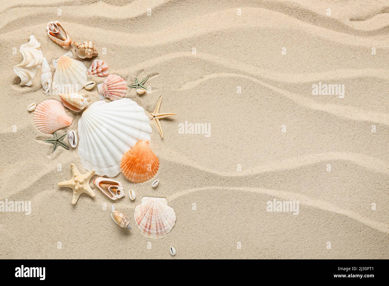 Many different sea shells and starfishes on sea coast Stock Photo - Alamy