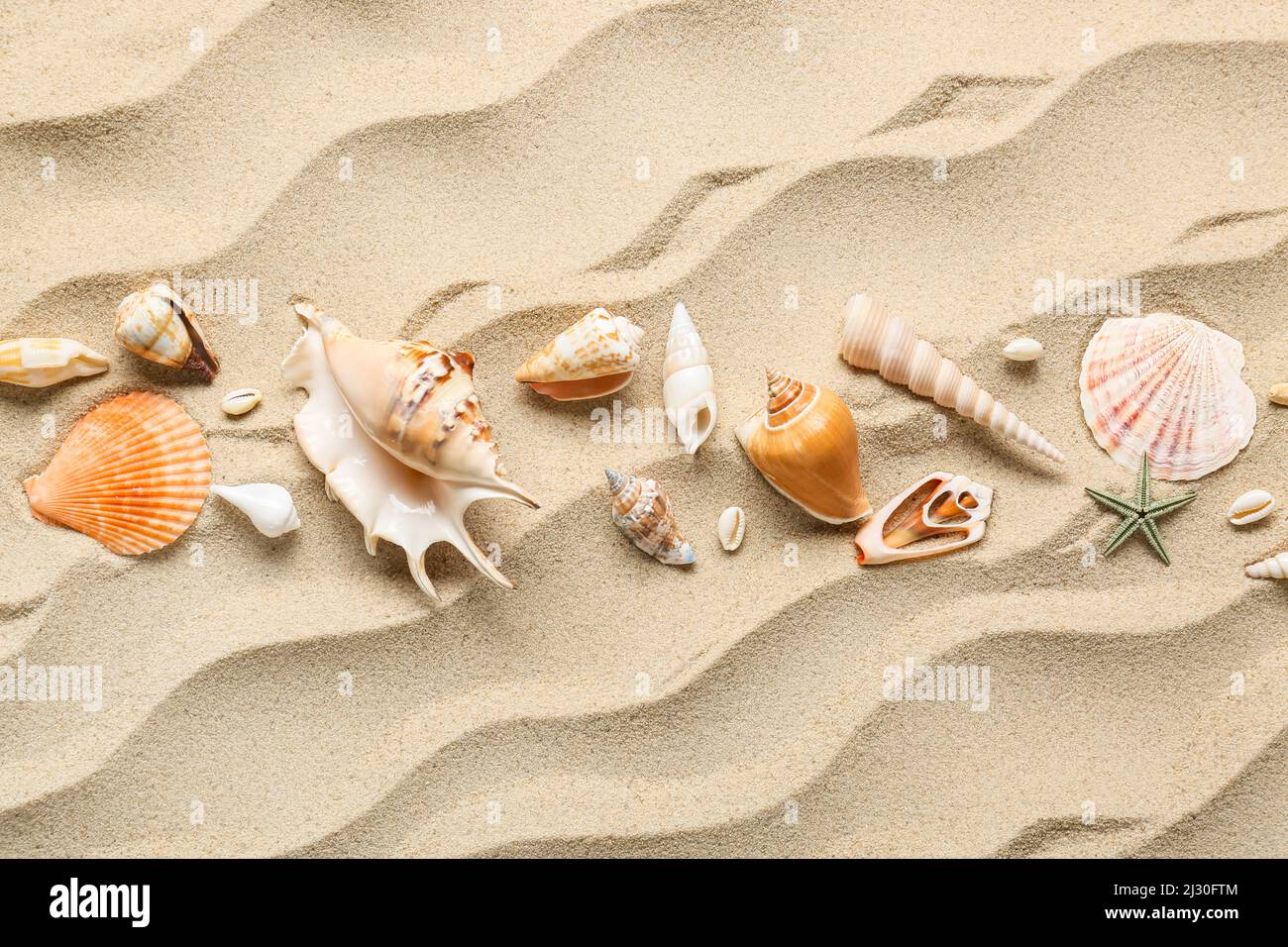 Many different sea shells on sea coast Stock Photo - Alamy