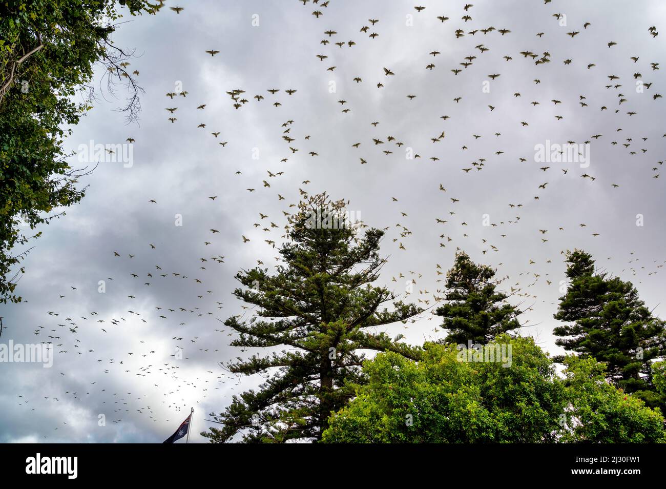 A low angle shot of Sulphur-Crested White Australian Cockatoos flying ...