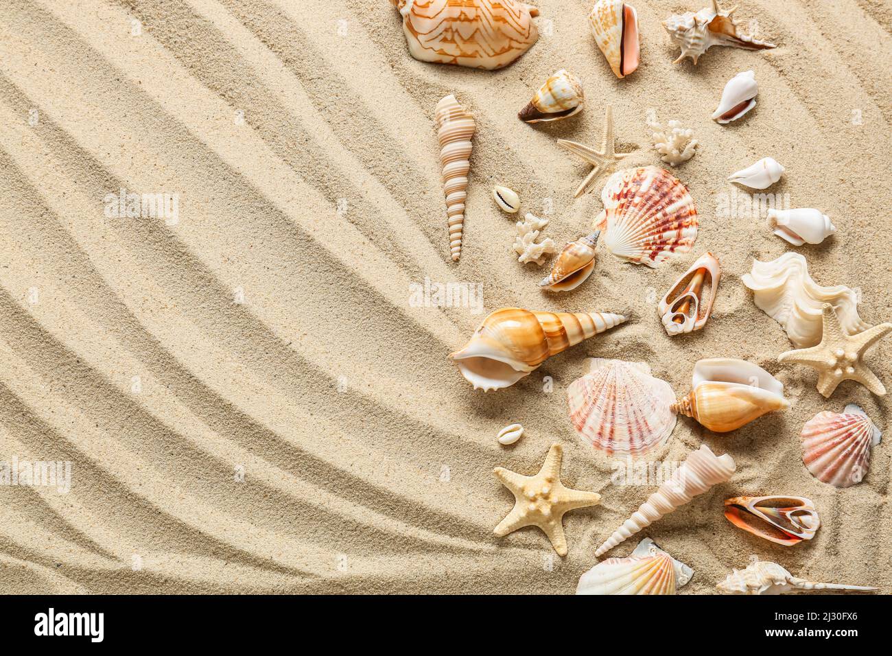 Many different sea shells and starfishes on sea coast Stock Photo - Alamy