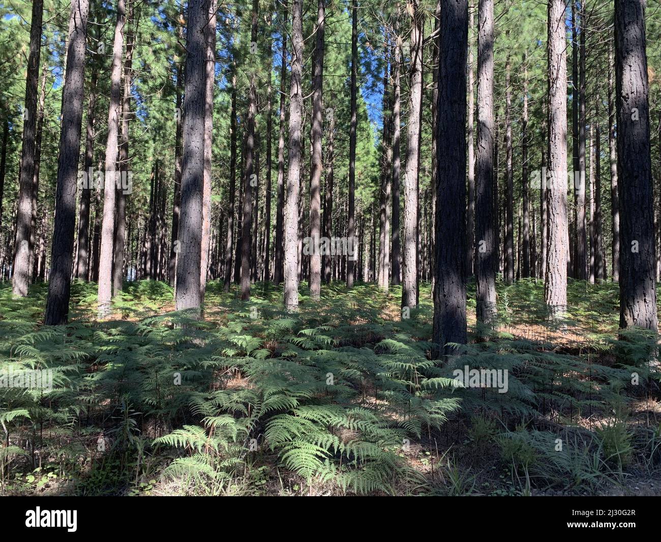 A forest with fern leaves and tall thin trees Stock Photo - Alamy