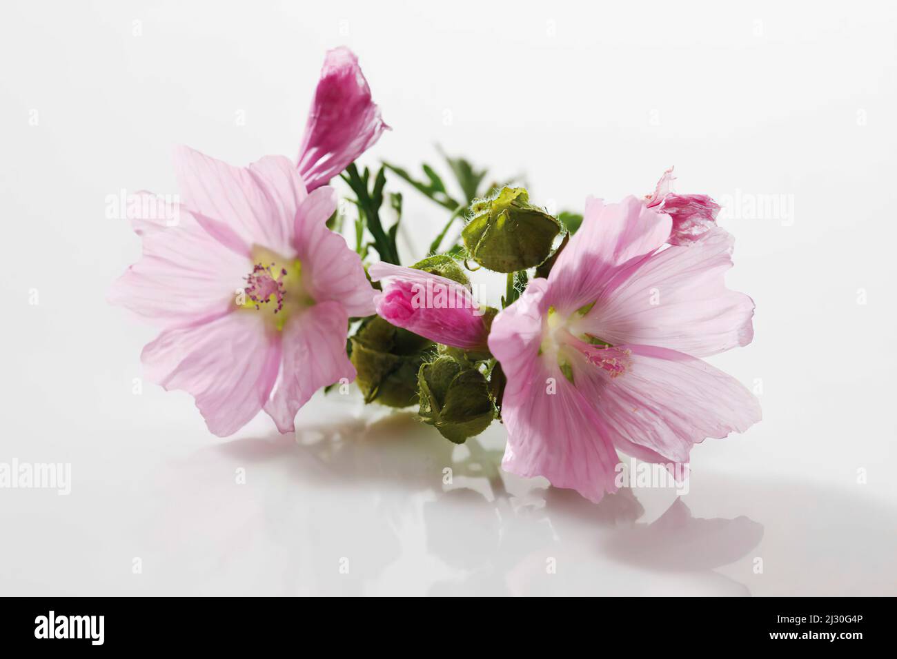 Beautiful pink flowers on white background Stock Photo - Alamy