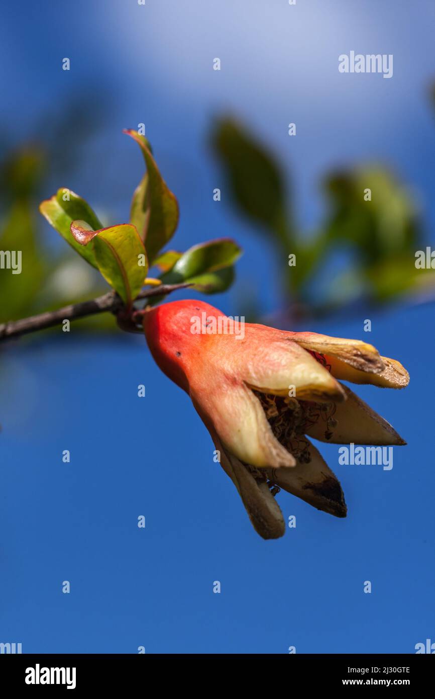 Vue macroscopique d'un grenadier Stock Photo - Alamy