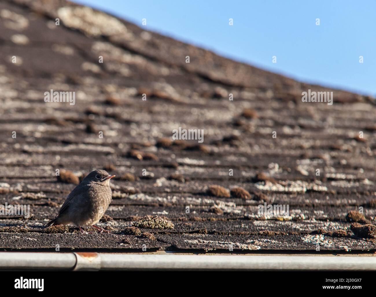 Moineau hi-res stock photography and images - Alamy