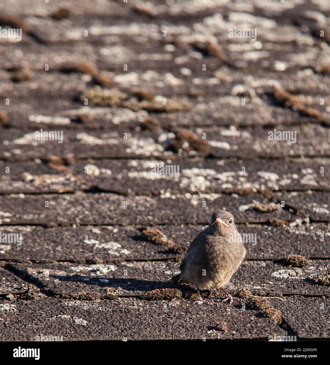 Moineau hi-res stock photography and images - Alamy