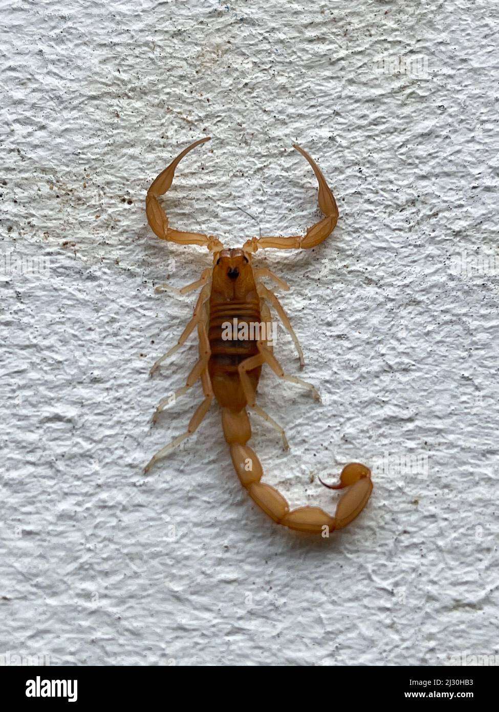 Small scorpion. Wildlife of insects. Macro, selective focus Stock Photo ...