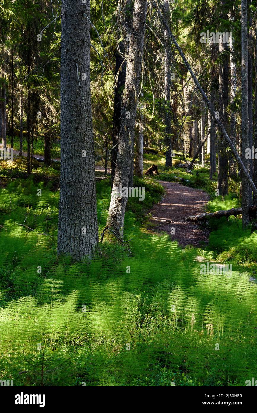 Path with ferns in Seitseminen National Park, Finland Stock Photo - Alamy