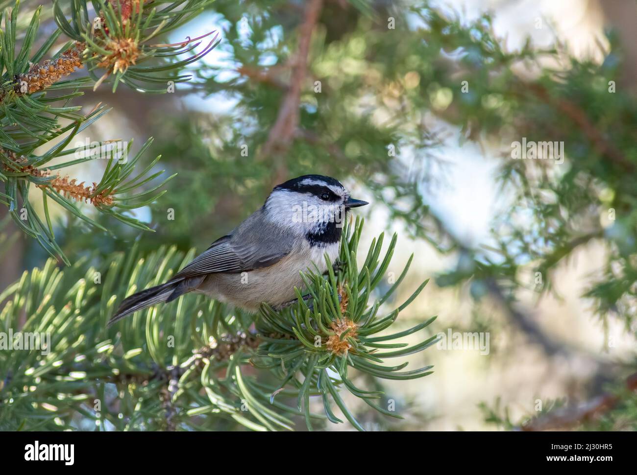 Mountain chickadees hi-res stock photography and images - Alamy