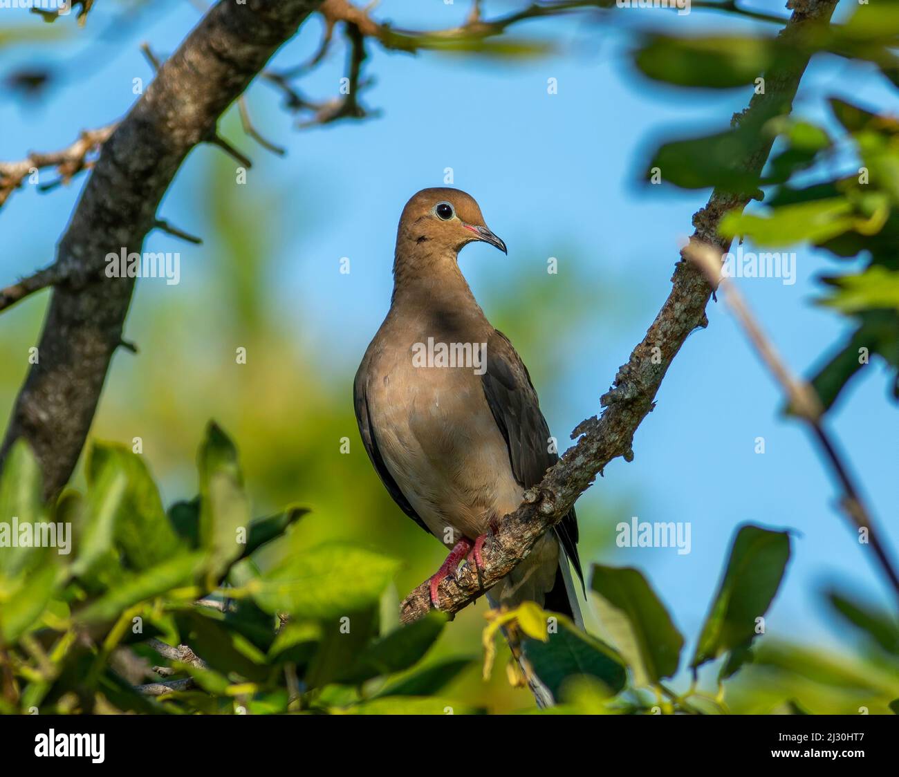Mourning dove perched in a tree Stock Photo - Alamy