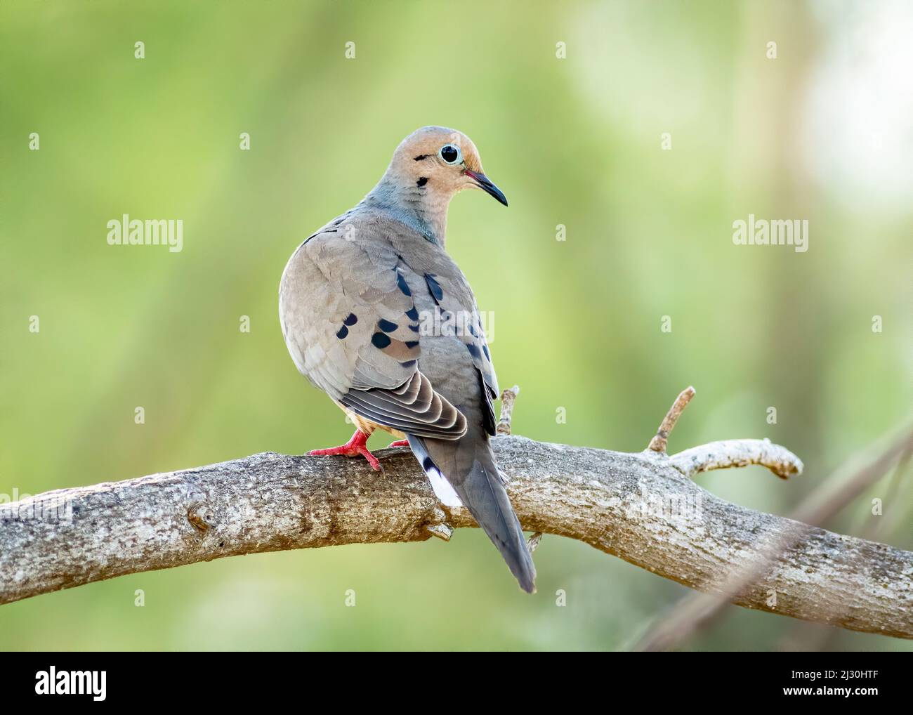 Mourning dove baby hi-res stock photography and images - Alamy