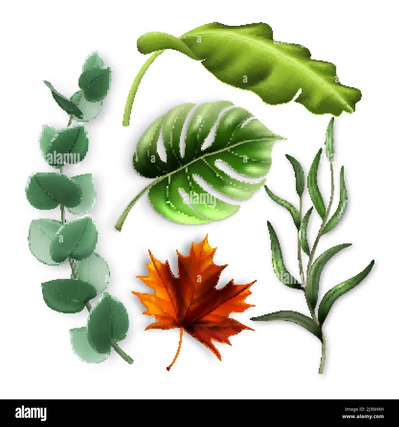 Forest Tree And Tropic Bush Leaves Set Vector Stock Vector Image & Art ...