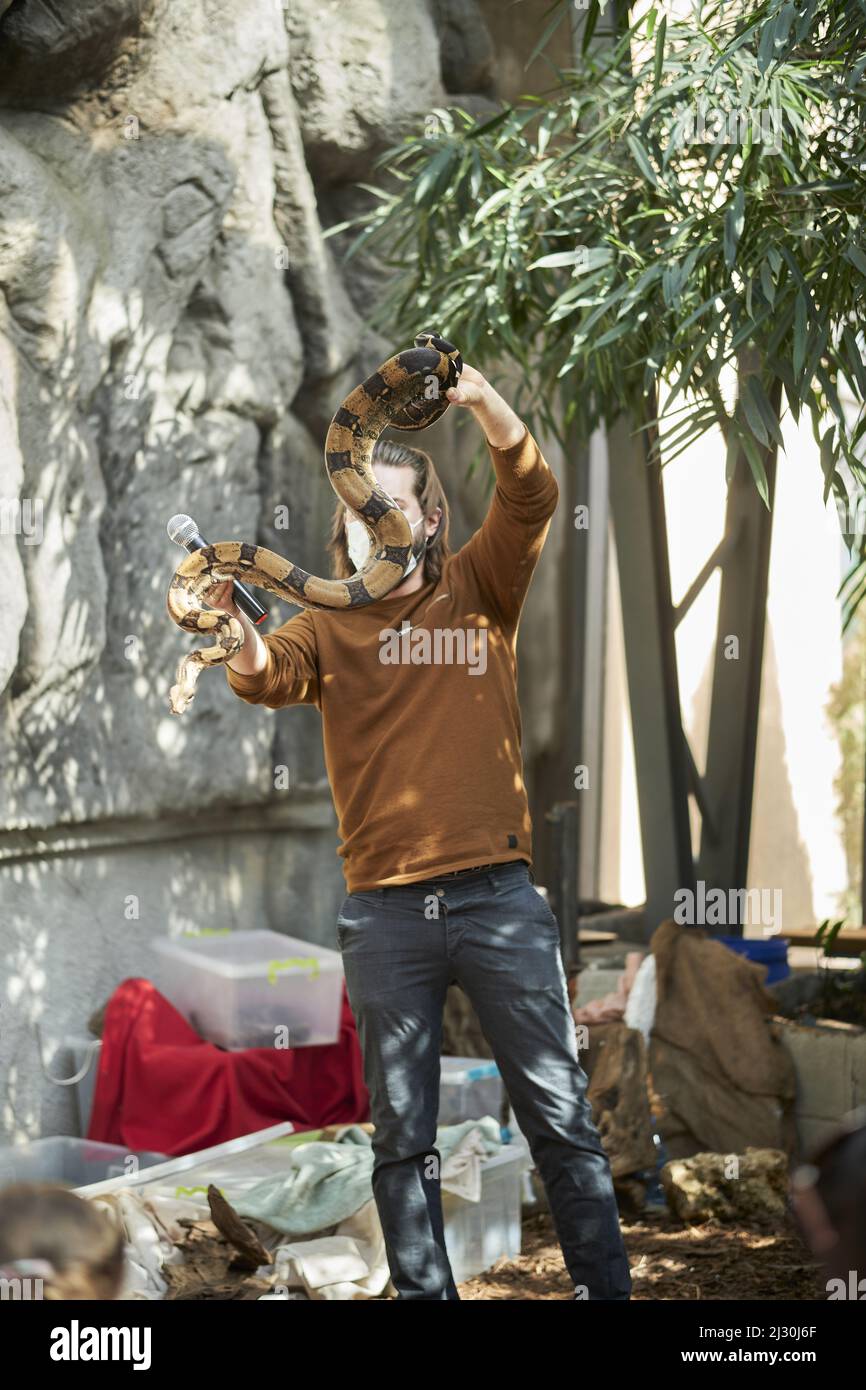 A man holding an large snake during a show in the old zoo Stock Photo ...