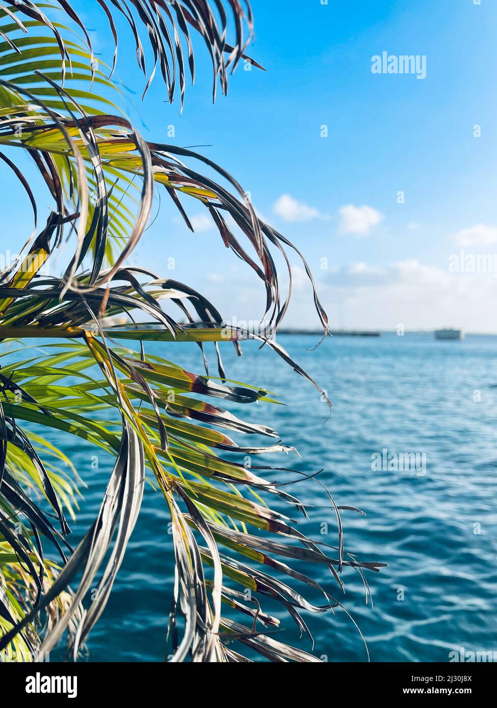 View to the sea through palm leaves Stock Photo - Alamy