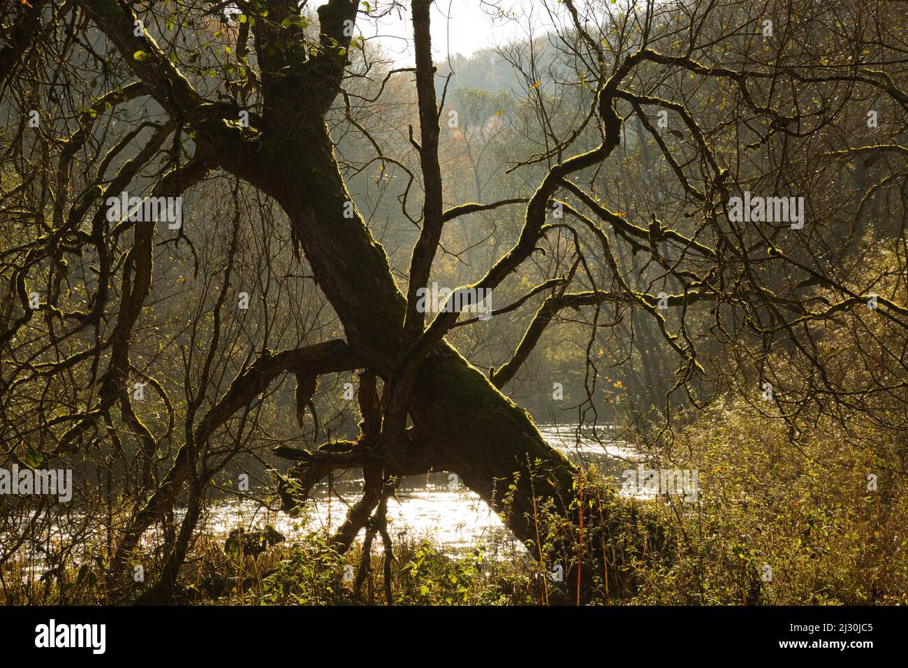 Old willow in the valley of the Kyll, Eifel, Rhineland-Palatinate ...