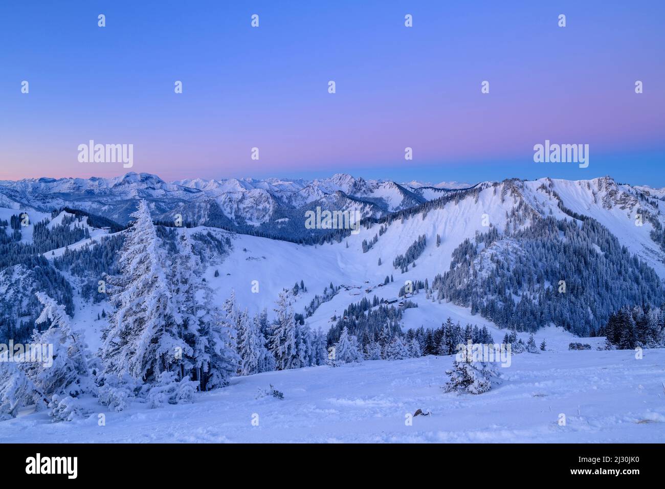 Morning mood at the Brecherspitze with snow-covered spruce trees in the ...