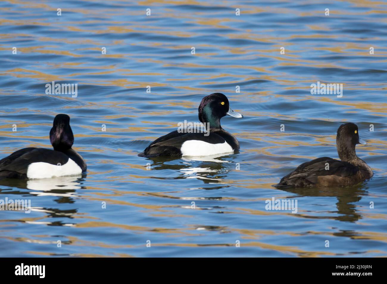 Tufted animals hi-res stock photography and images - Alamy