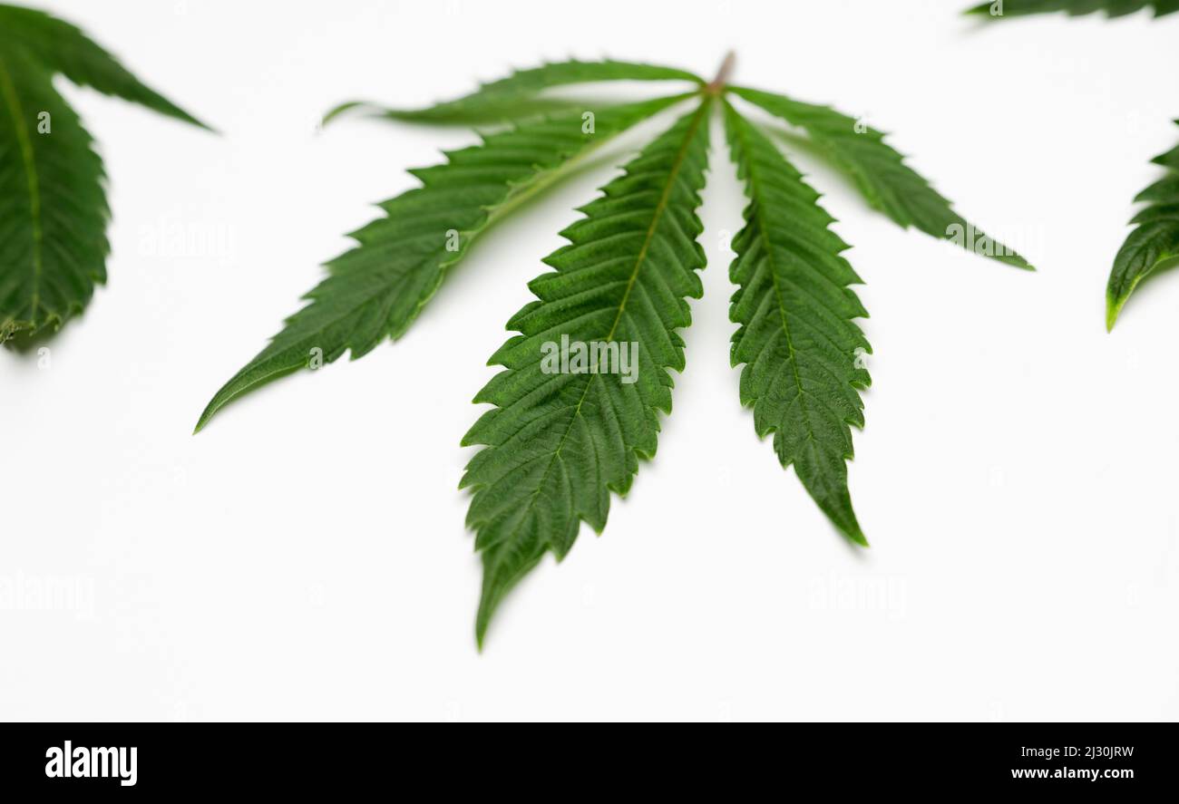 Green cannabis leaves white background Stock Photo - Alamy