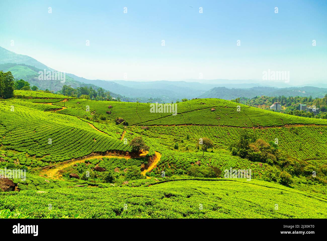 Landscape view of a tea plantation. Munnar, Kerala, India Stock Photo ...