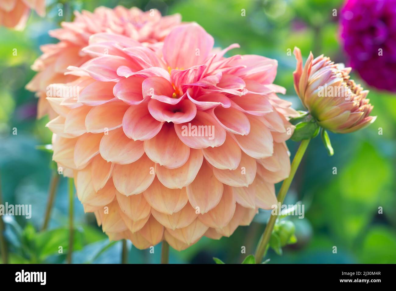 Orange tuberous perennial ball hi-res stock photography and images - Alamy