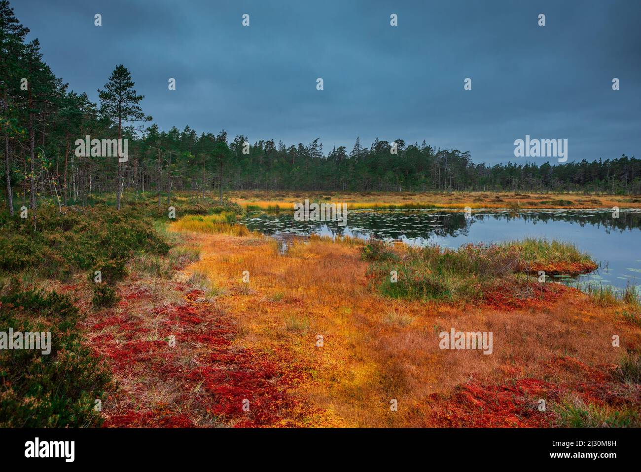 Yellow and red colored mosses with lake in autumn in Tyresta National ...