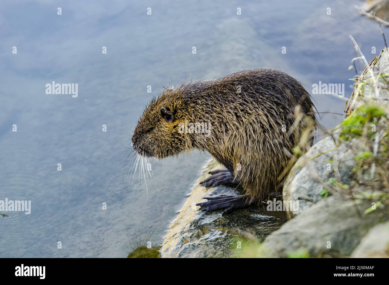 A closeup shot of a wet nutria rodent on the shore of a river Stock ...