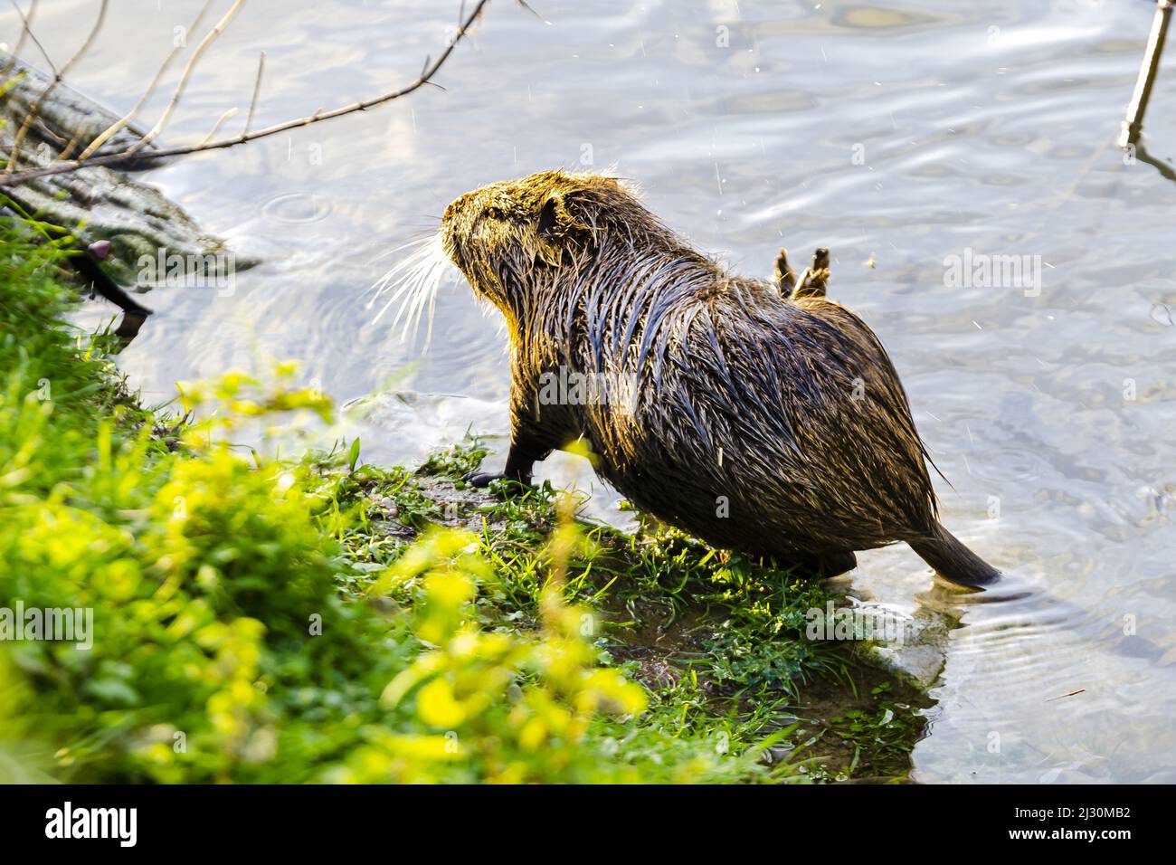 A closeup shot of a wet nutria rodent on the shore of a river Stock ...
