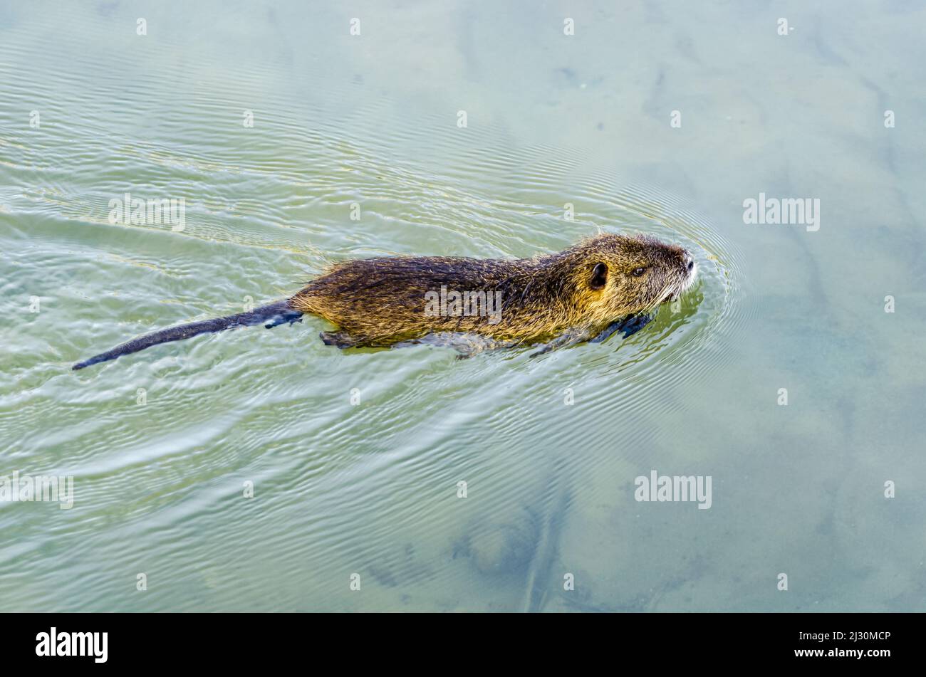 Coipo nutria myocastor coypus swimming hi-res stock photography and ...