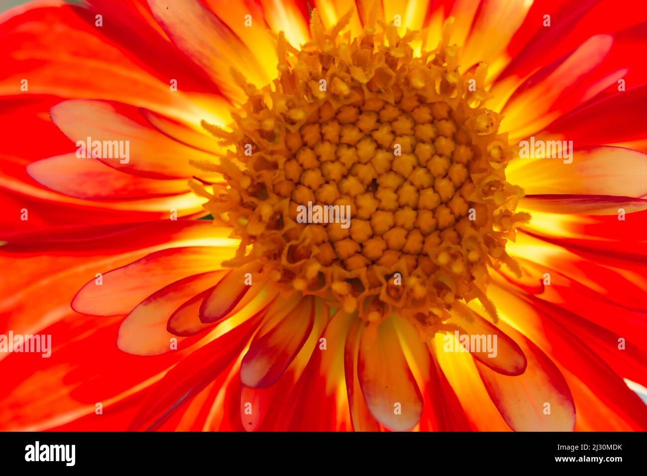 Red Collarette Dahlia close-up Stock Photo - Alamy