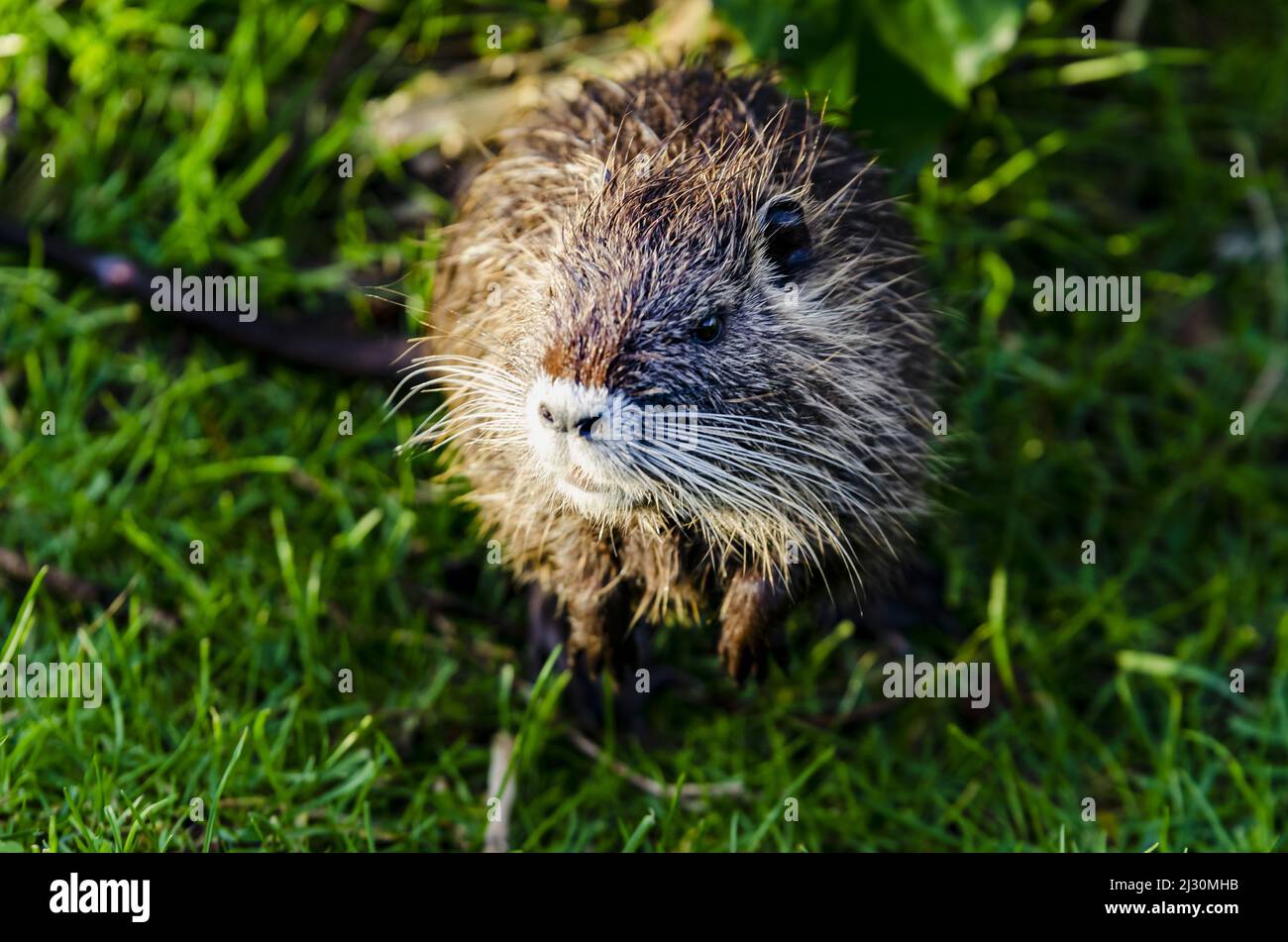 A closeup shot of a wet nutria rodent on the shore of a river Stock ...