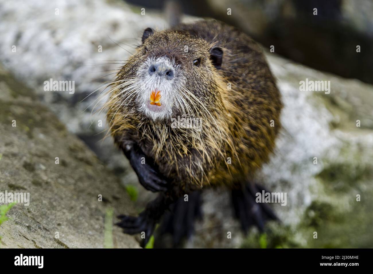 Nutria rodent teeth hi-res stock photography and images - Alamy