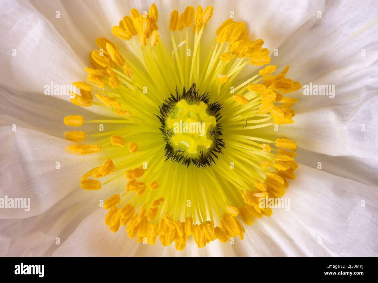 Close up white poppies hi-res stock photography and images - Alamy