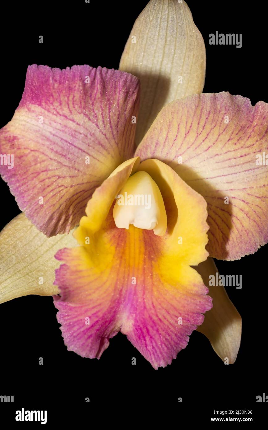 Pind and yellow hi-res stock photography and images - Alamy