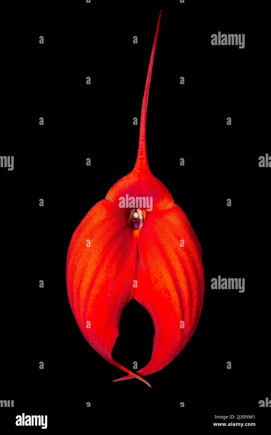 Rare Red Orchid in full bloom Stock Photo - Alamy
