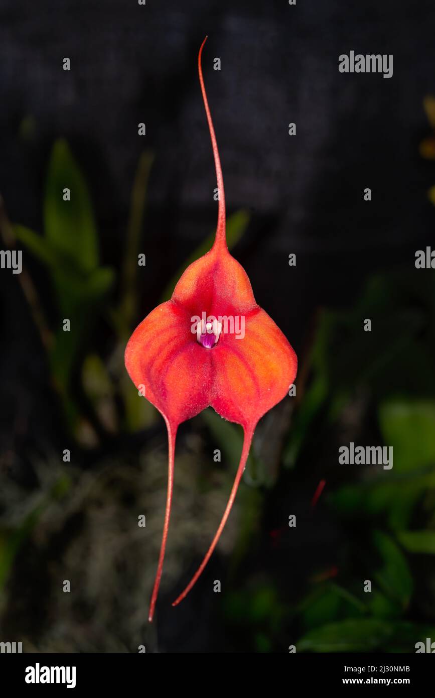 Close-up of a rare red Orchid in full bloom Stock Photo - Alamy