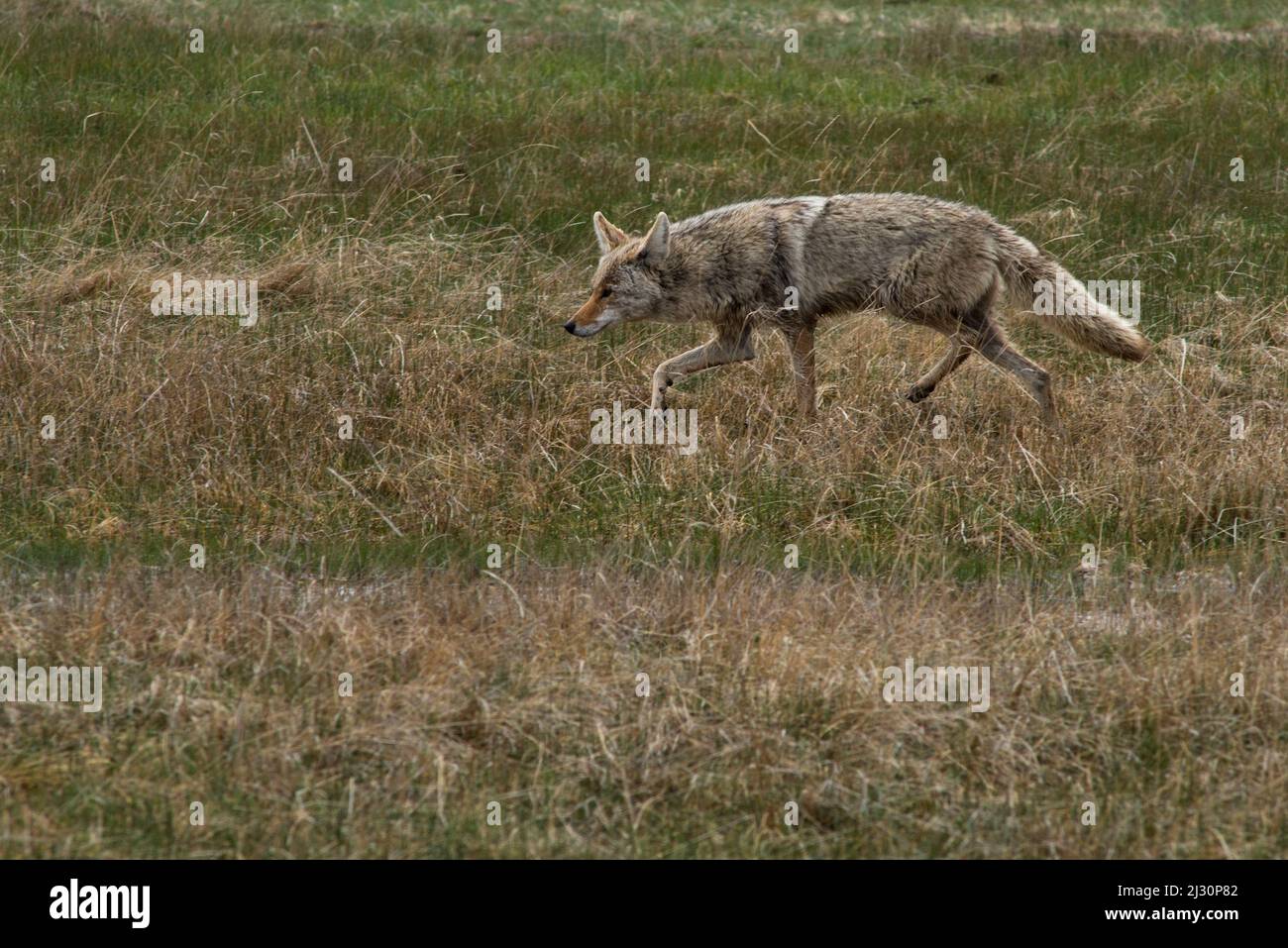 Animal coyote hi-res stock photography and images - Alamy