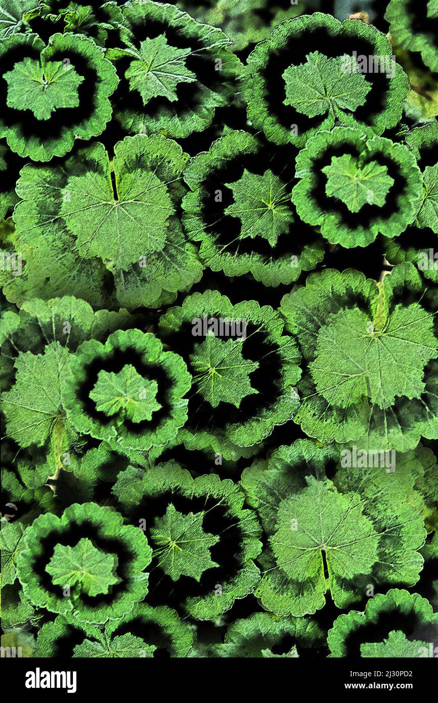 Leaf background design Stock Photo - Alamy