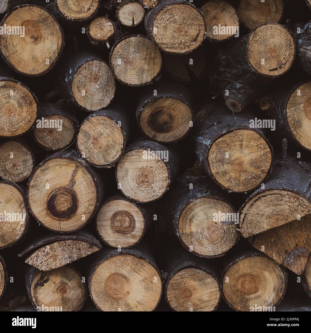 Wooden trunks hi-res stock photography and images - Alamy