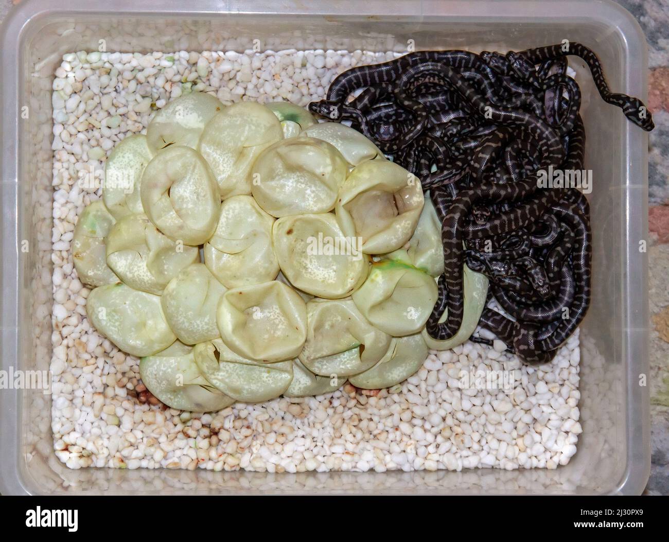 Clutch of hatchling Centralian Carpet Pythons Stock Photo - Alamy