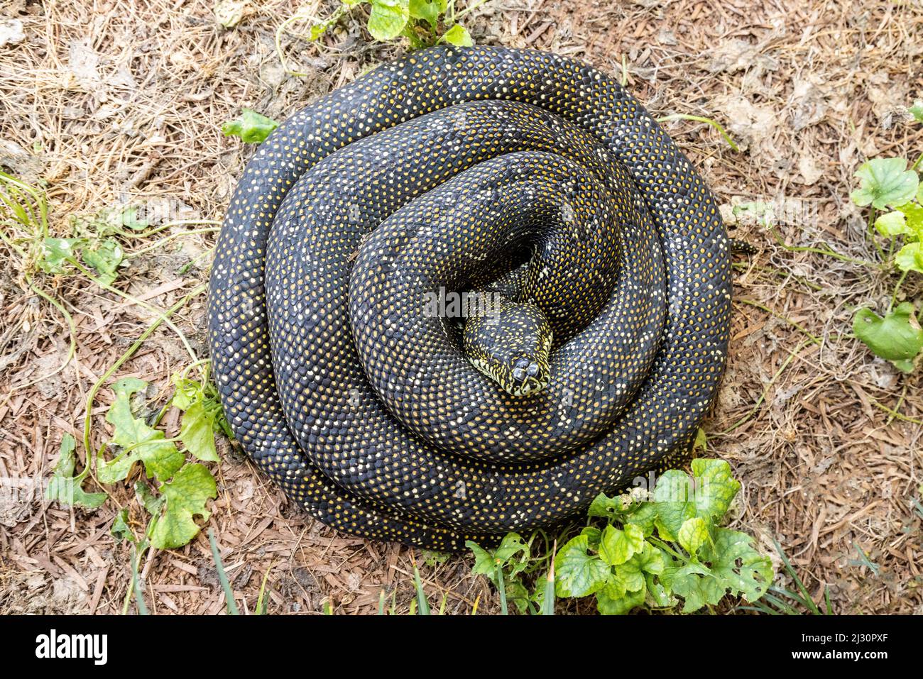 Australian Harmless Diamond Python in curled position Stock Photo - Alamy