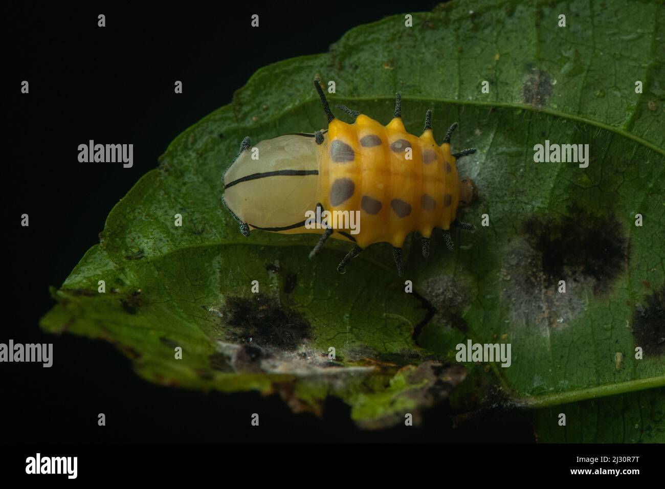 Ancyluris inca hi-res stock photography and images - Alamy