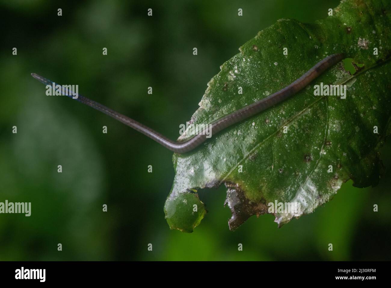 A worm that is climbing vegetation and is far above the ground on a wet ...